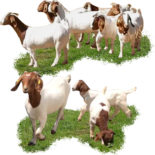 Rancho Las Ardillas